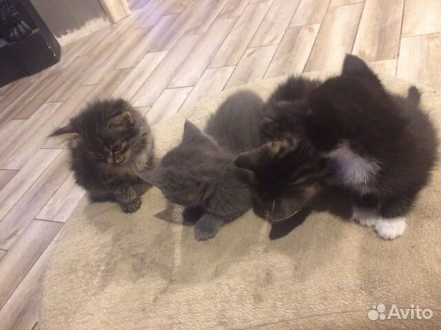 Котята в добрые руки