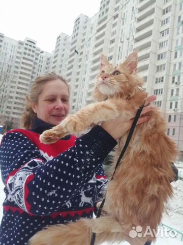 Наши котята - радость на долгие годы