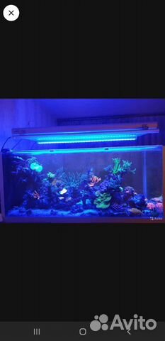 Морской аквариум, террариум, полюдариум. Создание