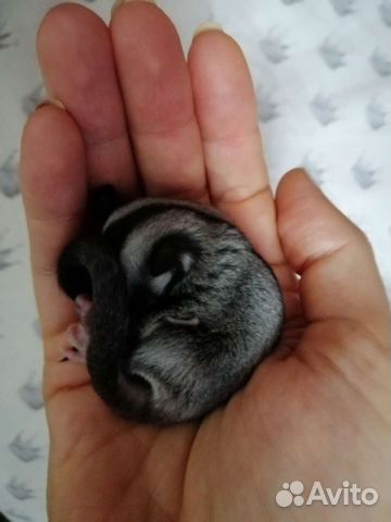 Белочка летяга