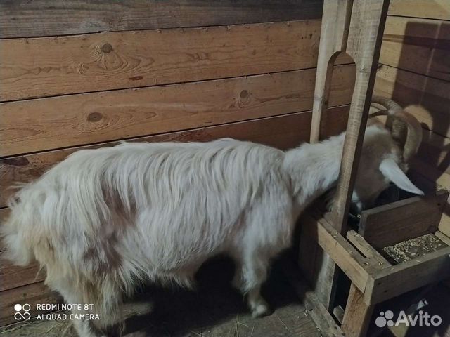 Коза дойная