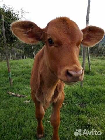 Продам телочек