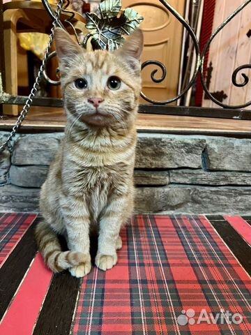 Котенок мальчик Лева 5 мес
