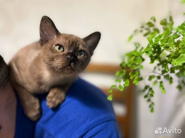 Бурма, кошечка 3,5 мес