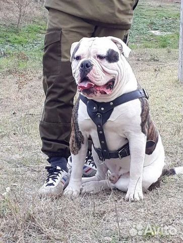 Продаются щеночки Американского бульдога