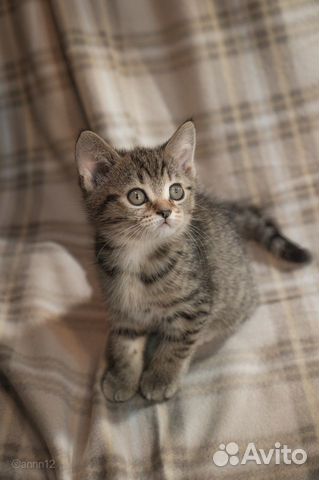 Котенок девочка