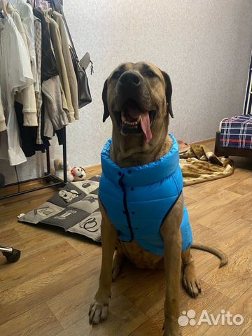 Девочка, помесь бурбуля, ищет свой дом