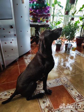 Курцхар вязка