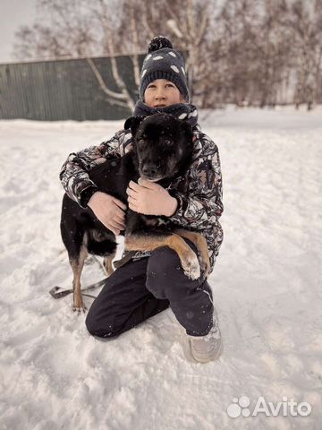 Маленький пёсик замерзает в приюте