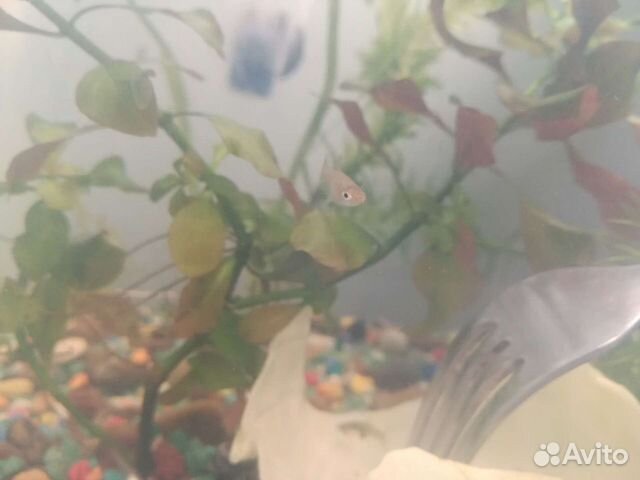 Мальки гуппи и Ампулярии