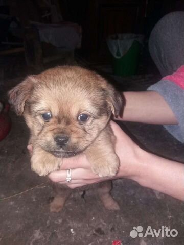 Собаки бесплатно в добрые руки щенки