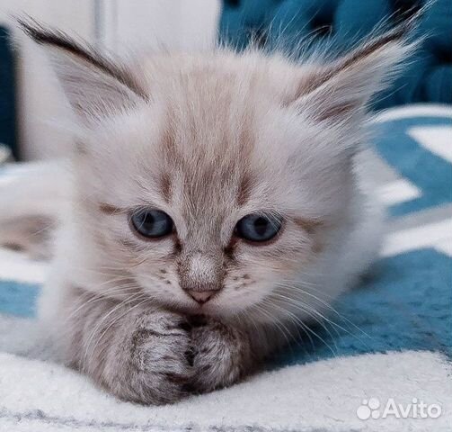 Котята невская маскарадная. Мальчишки