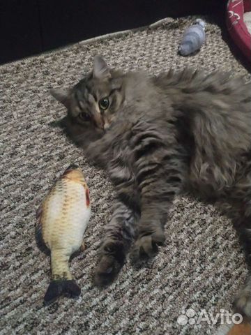 Кошка в добрые руки