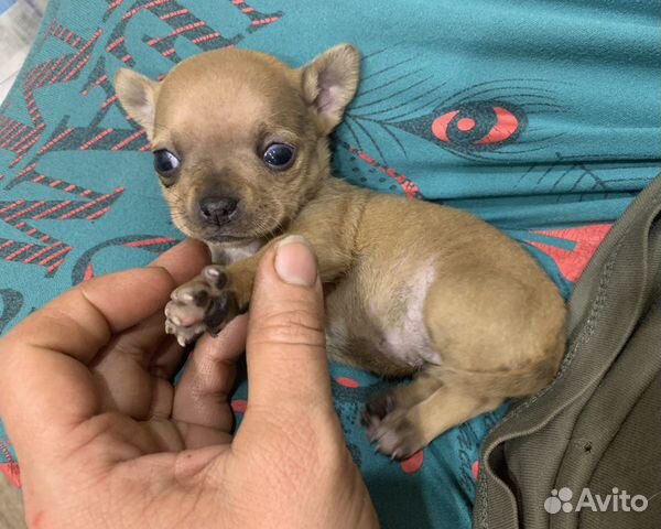 Чихуахуа мини Гертруда