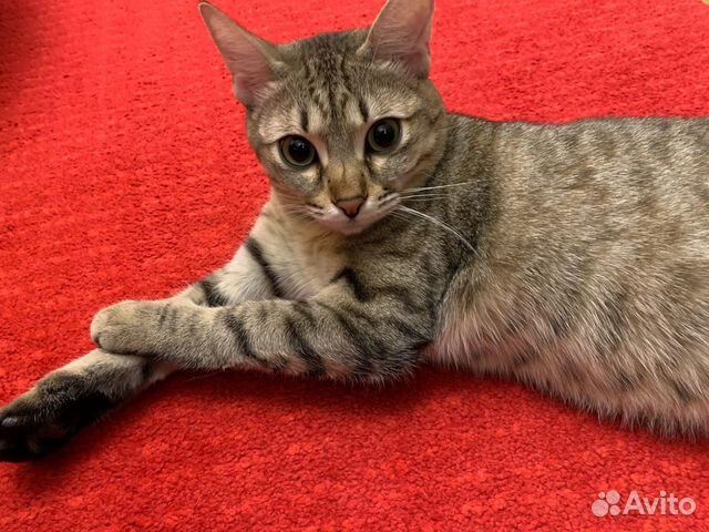 Кошка ищет кота для вязки