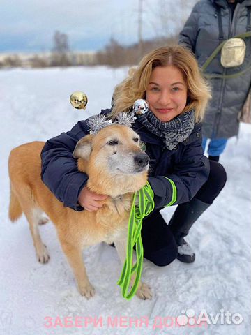 Собака в добрые руки