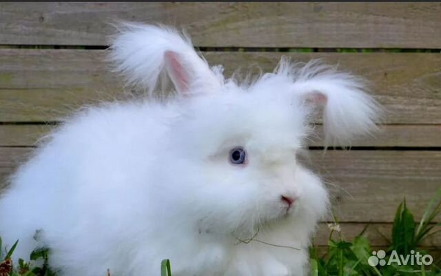 Пух ангорского кролика