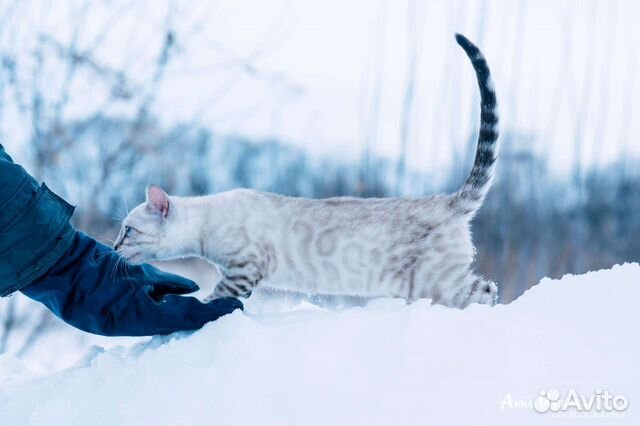 Бенгальская кошка