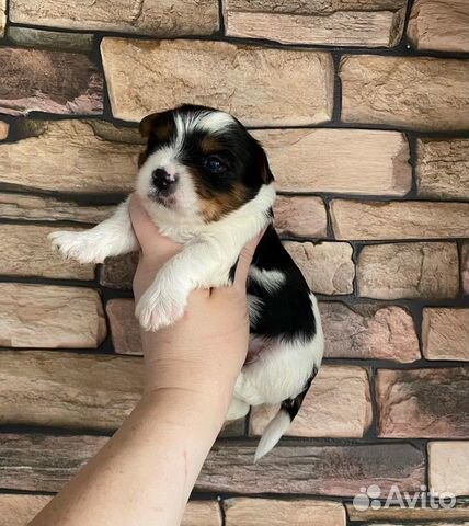 Бивер мальчишечка