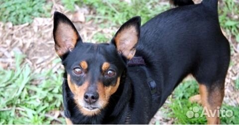 Той-терьер бесплатно