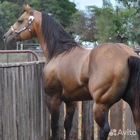 Лошади, Дончаки,Донская, Орловская, Ганновер