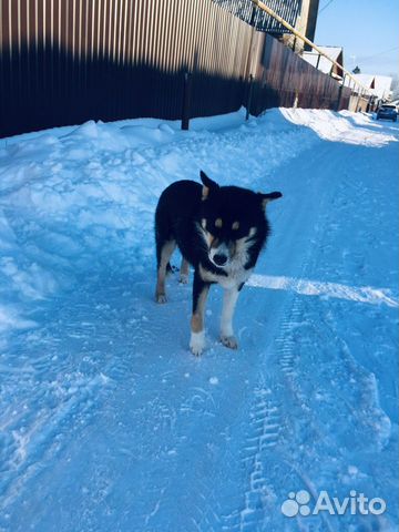 Собачка Лисичка