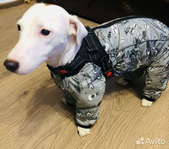 Собаки мелких пород