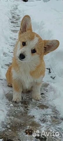 Вельш-корги щенки