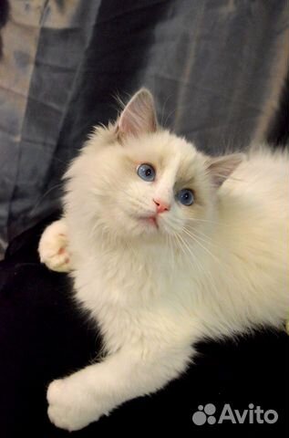 Кошечка регдолл RagDoll