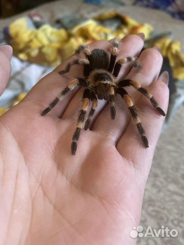 Паук с террариумом, птицеед