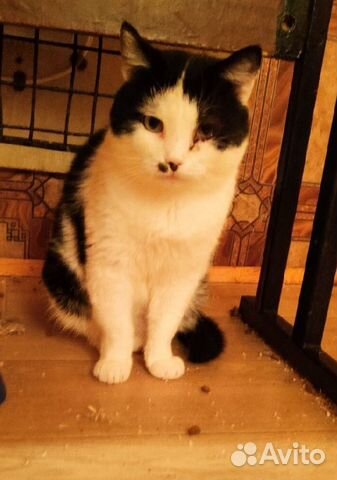 Счастье бывает черно-белым)