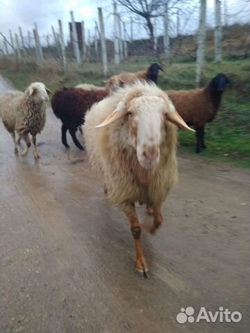 Баран кочкар