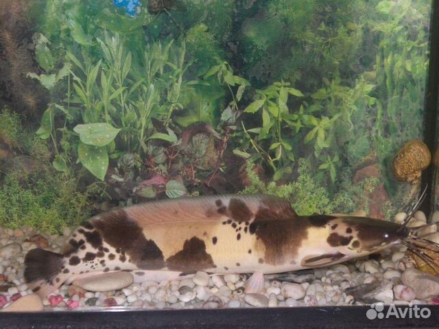 Мешкожаберный сом