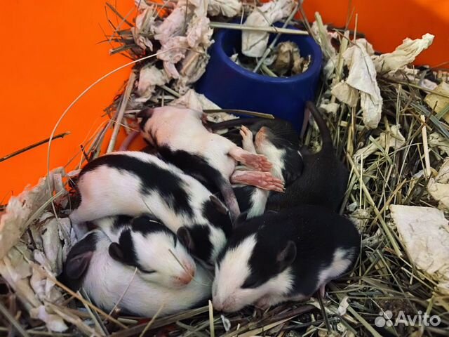 Крысята дамбо хаски