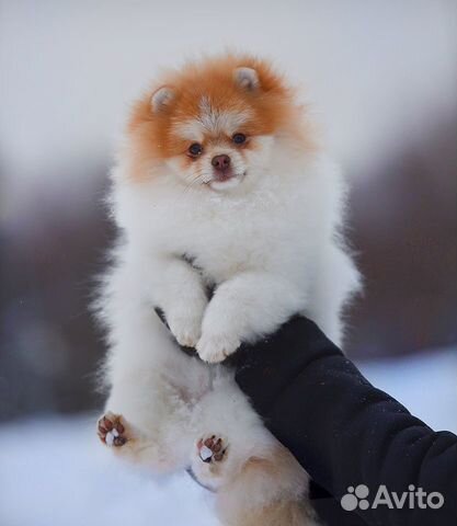 Немецкий шпиц, мальчик