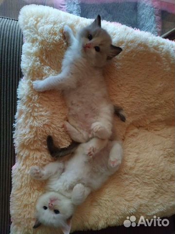 Малыши рэгдолл