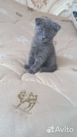 Шотландская вислоухая