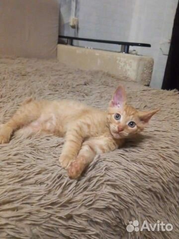 Котенок полусфинск бесплатно