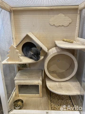 Шиншилла с витриной