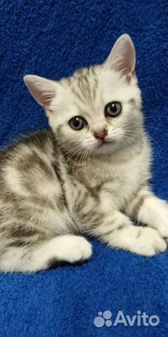 Шотландские котята девочки