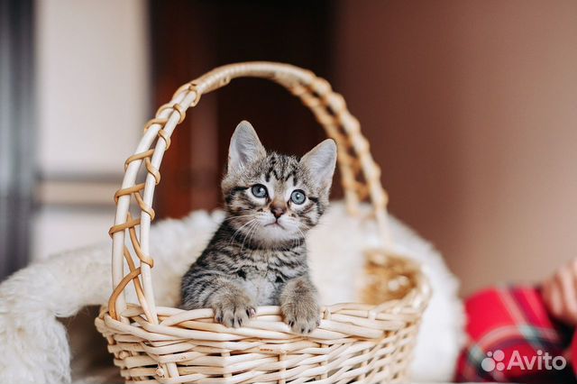 Тигренок ждет родителей