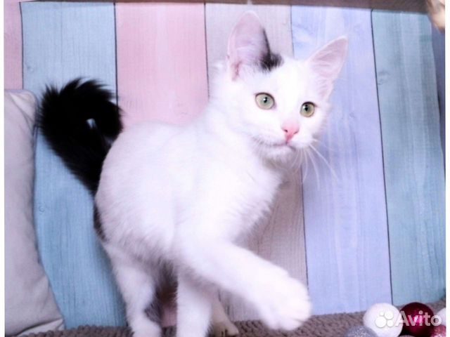 Белый котёнок Беляшик в добрые ручки