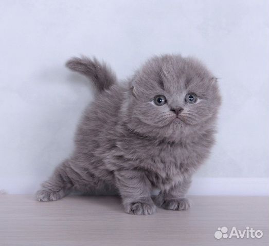 Вислоухие котята