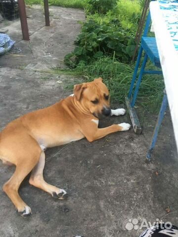 Амстаф в добрые руки