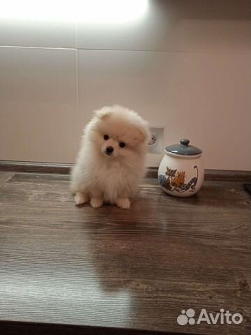 Померанский шпиц мини