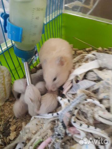 Сирийский хомяк