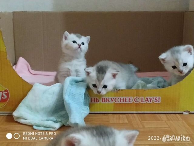 Кошки котята британские