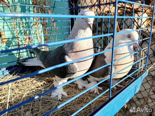 Голуби турецкие Такла