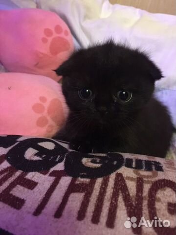 Шотландские котята