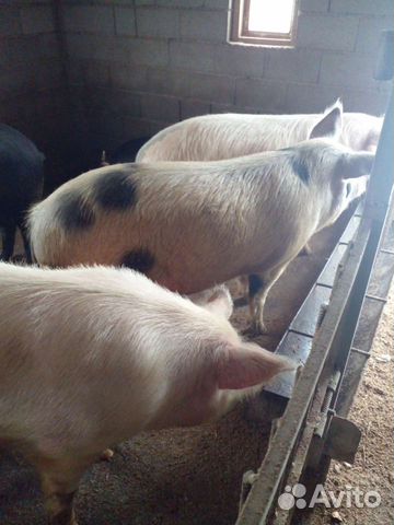 Продам Кабанов